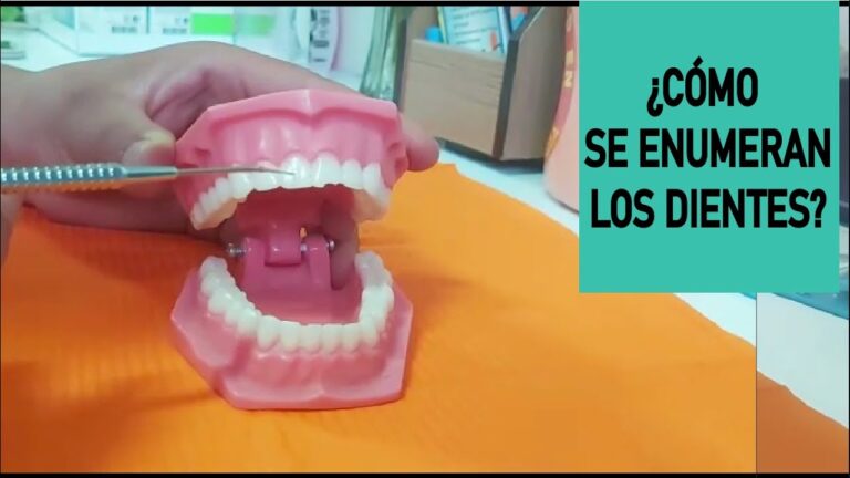 Guía Completa sobre la Numeración de los Dientes de la Boca: Todo lo ...